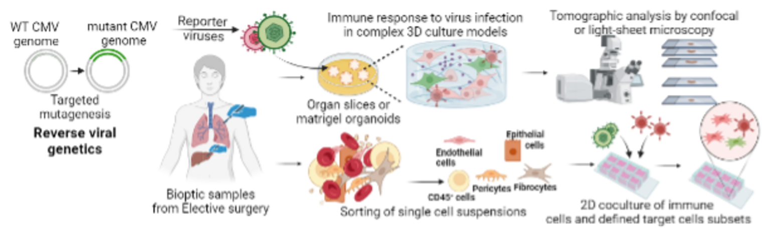 CiiM | Individualised Medicine for Viral Infections